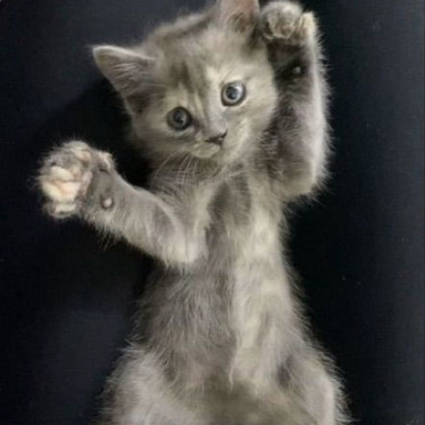 Котенок