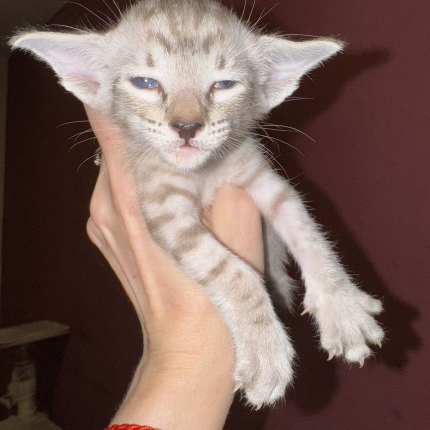 Ориентальная девочка