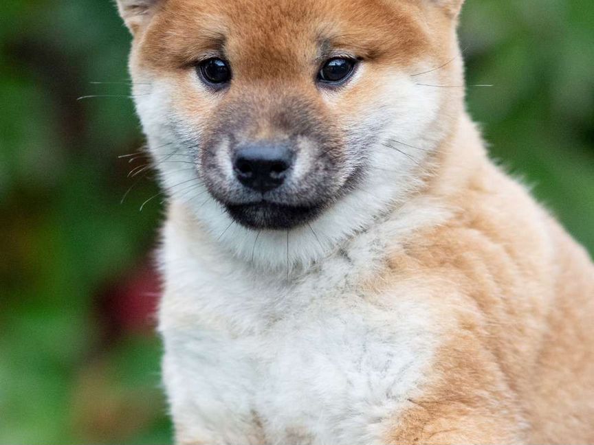 Сиба-ину в СПб