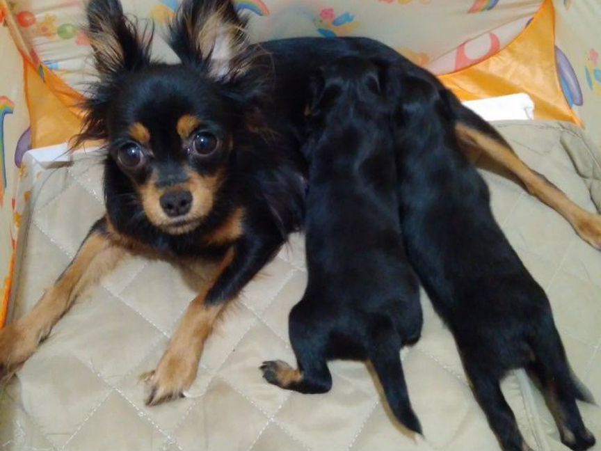 Щенки Той-терьера