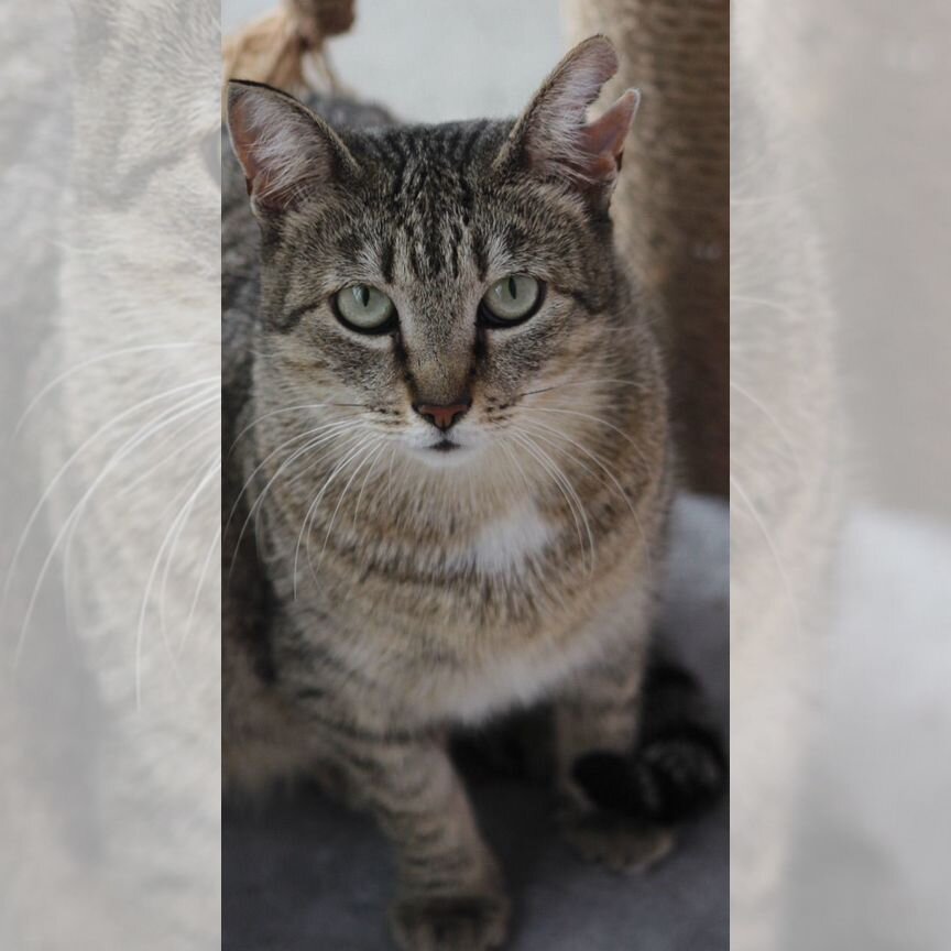 Кошка Сара 3-4 года