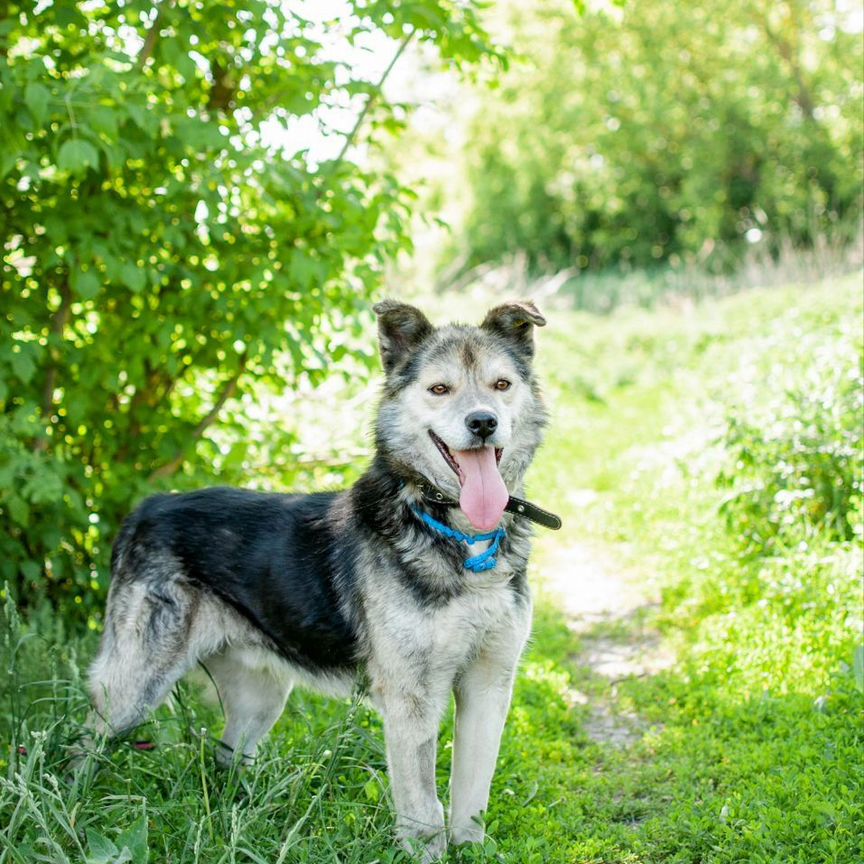 Собака из приюта в добрые руки бесплатно