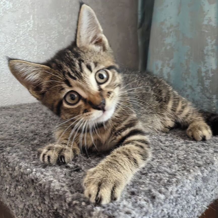 Отдадим котенка