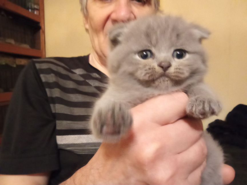 Кошка шотландская вислоухая