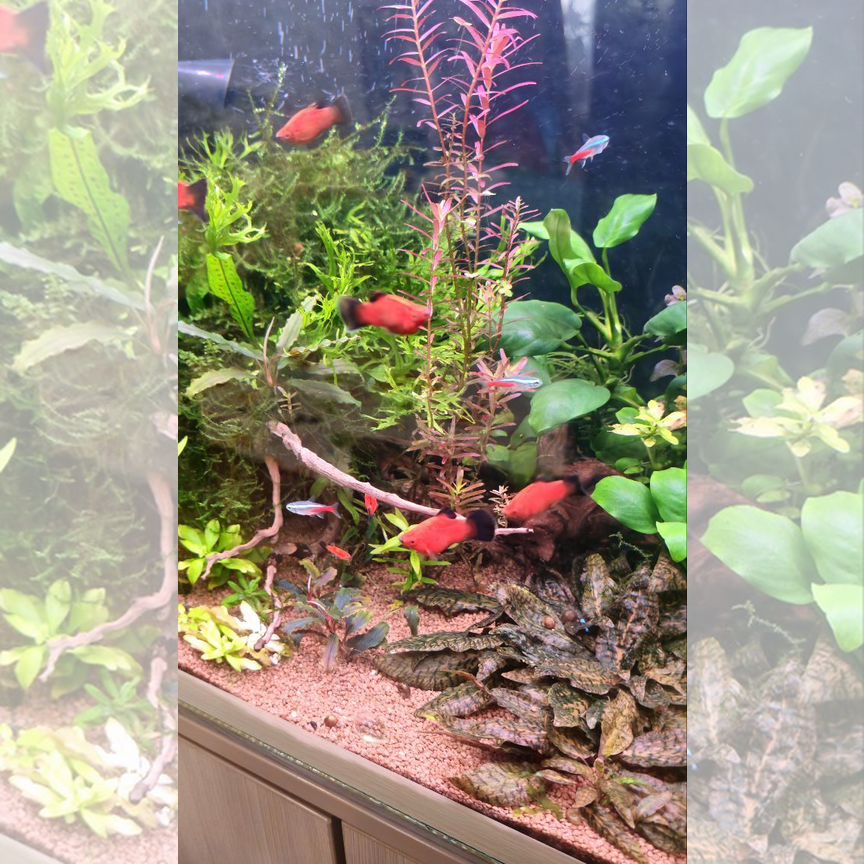 Пецилия красная