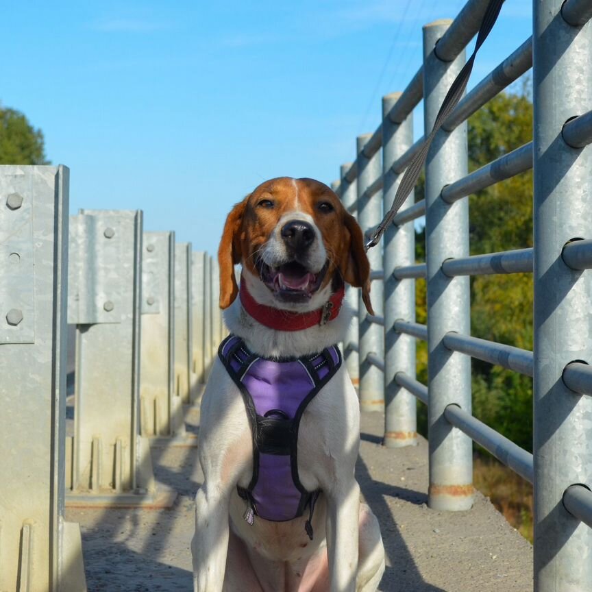 Гончая Эльза ищет дом