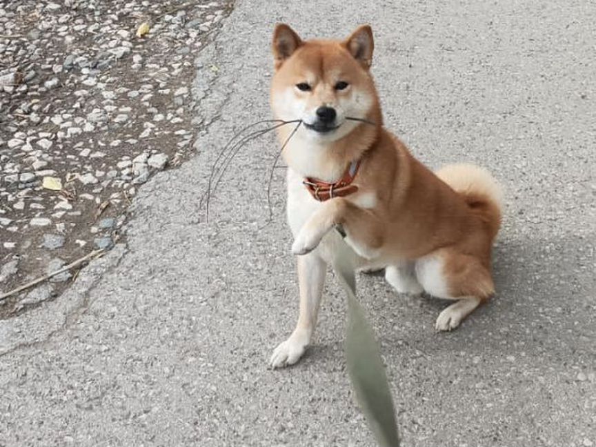 Сиба ину,2 г. 3 м. Родословная,привит. Вязка