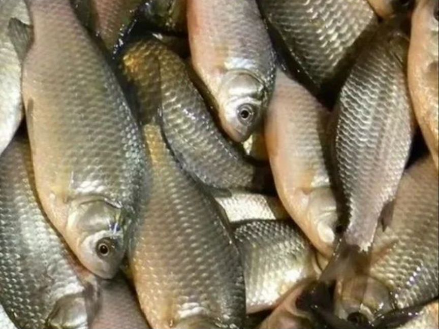 Живая рыба карась