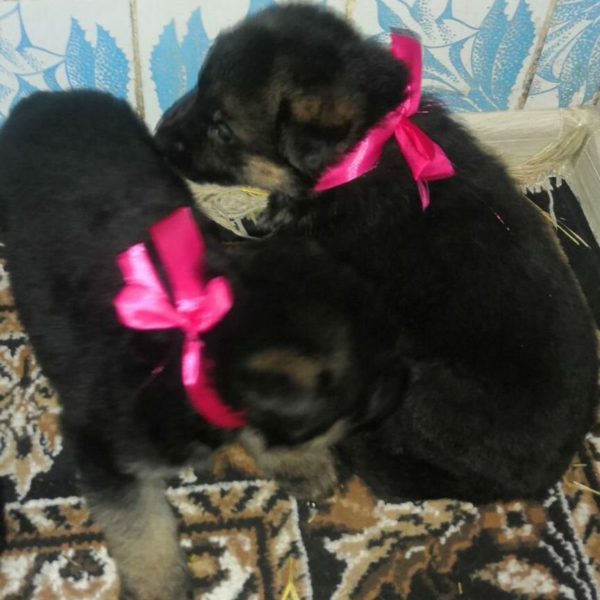 Немецкая овчарка, щенок