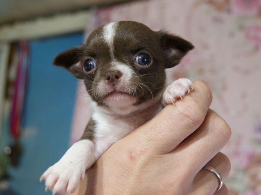 Чихуахуа девочка мелкий стандарт