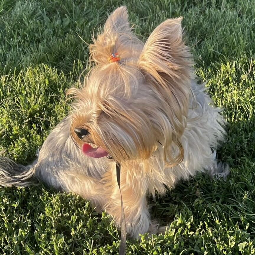 Йоркширский терьер