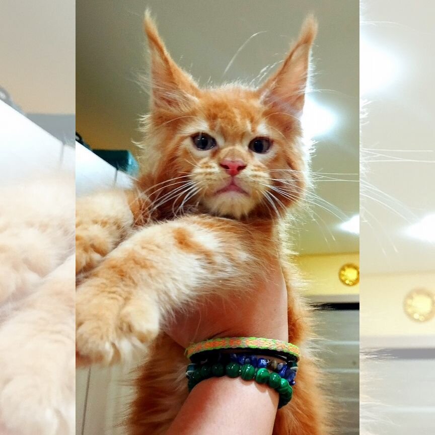 Мейн-кун котёнок