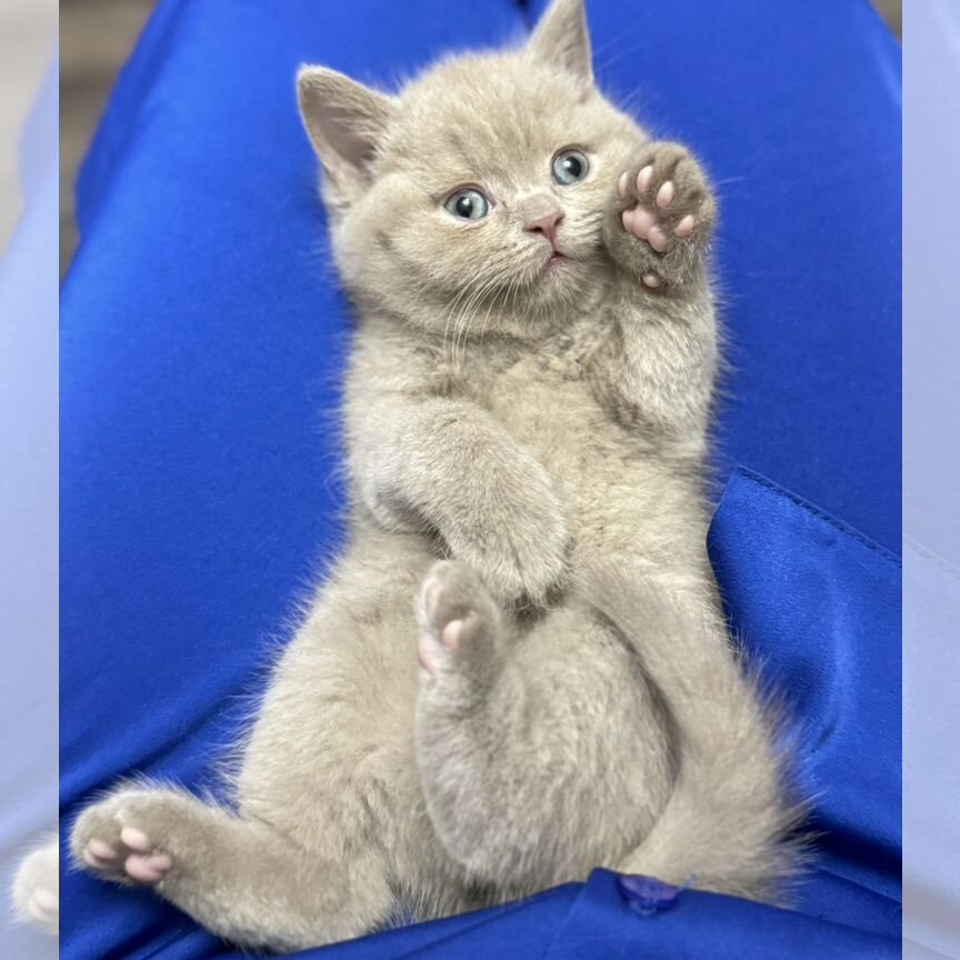 Британские котята