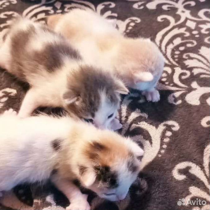 Котята отдам в добрые руки бесплатно 1.5 мес