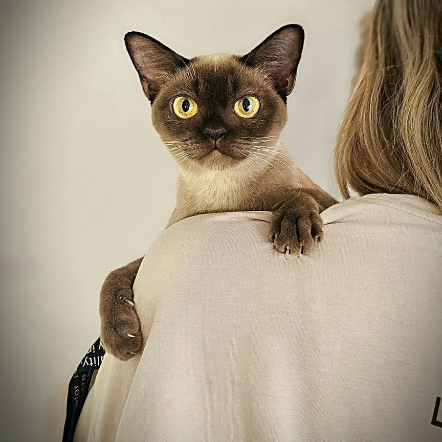 Кошечка Европейской бурмы