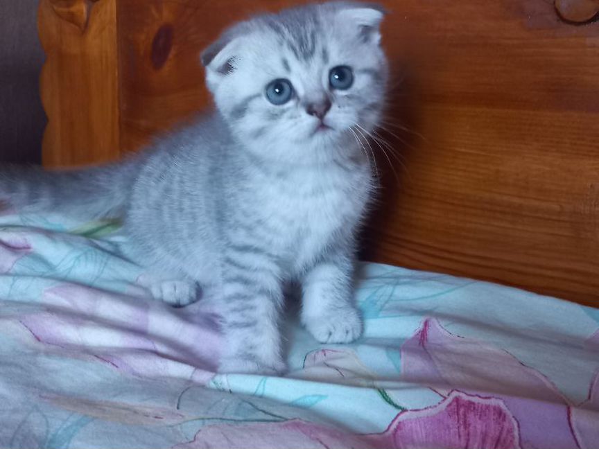 Вислоухие котики