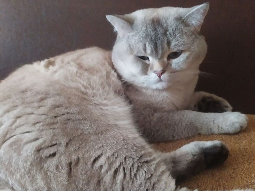 Шотландская кошка вязка