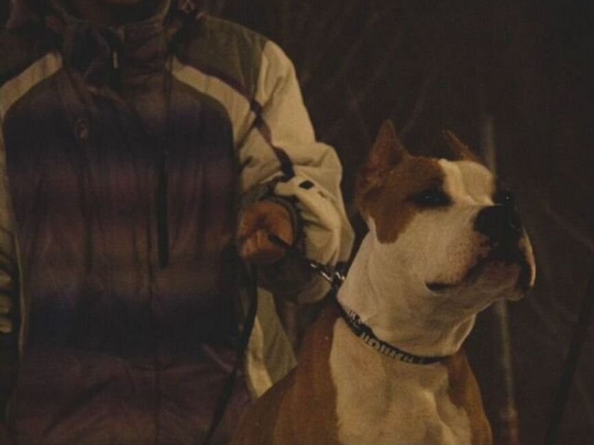 Стаффордширский терьер