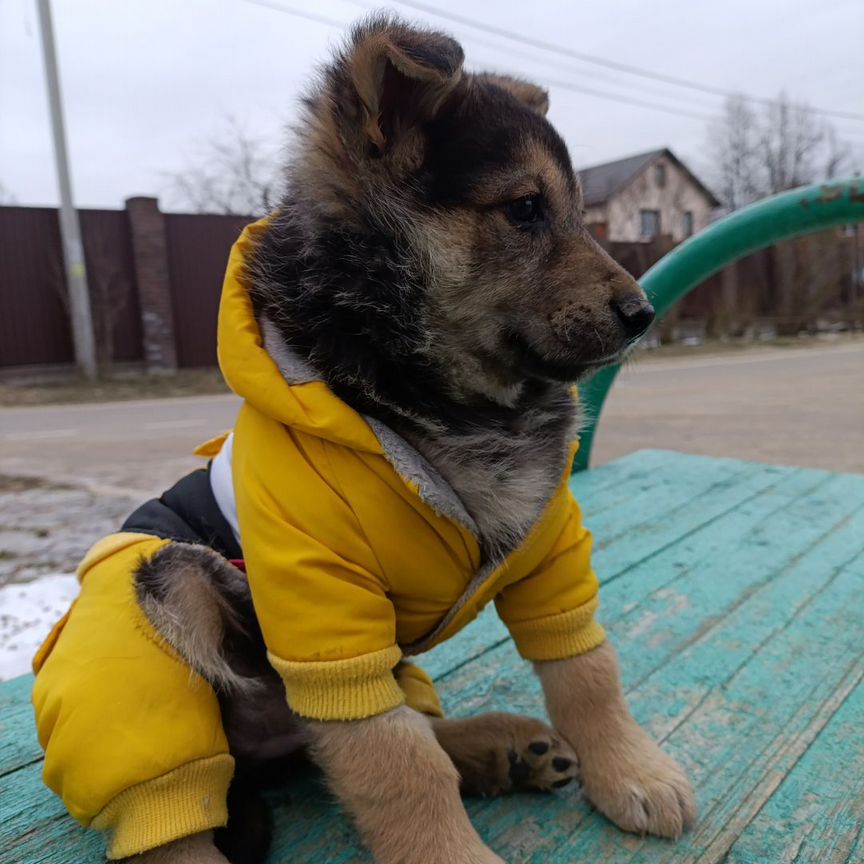 Маленький щенок ищет дом