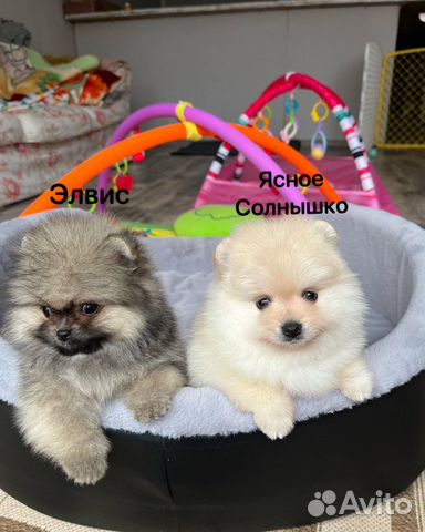 Шпиц красавчики