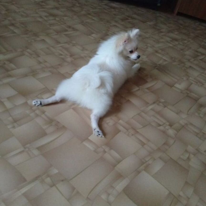 Померанский шпиц щенок