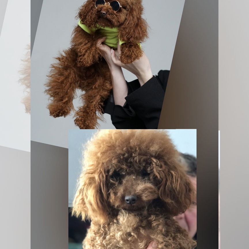 Той-пудель, щенок