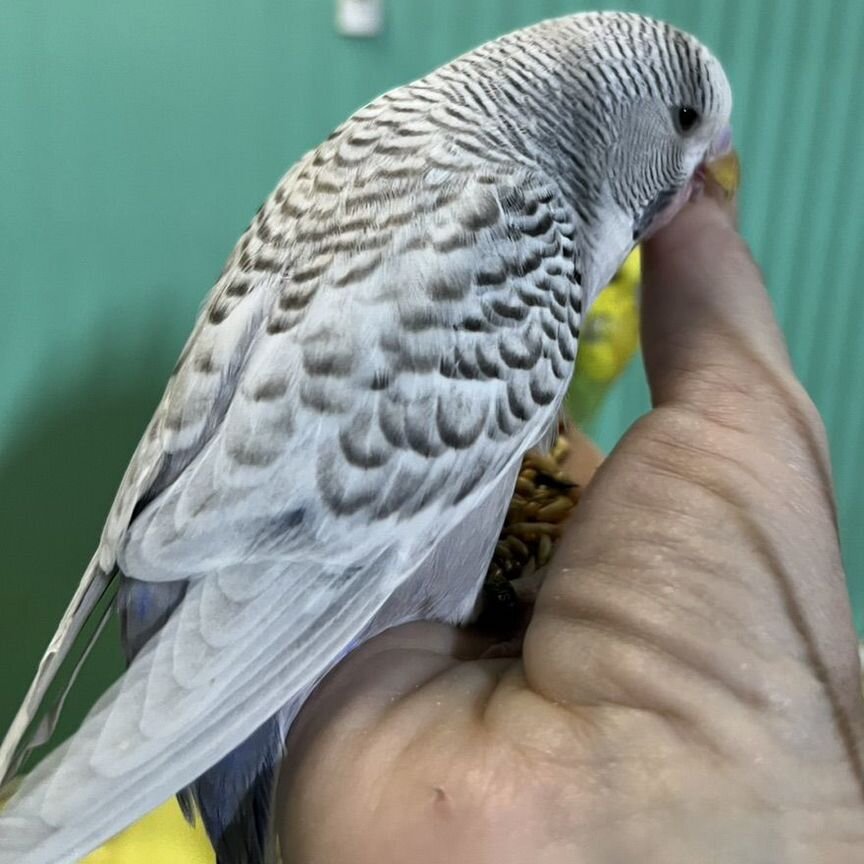 Волнистый попугай выставочный птенец