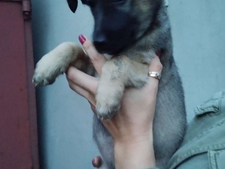 Щенки выживают на улице, без мамы