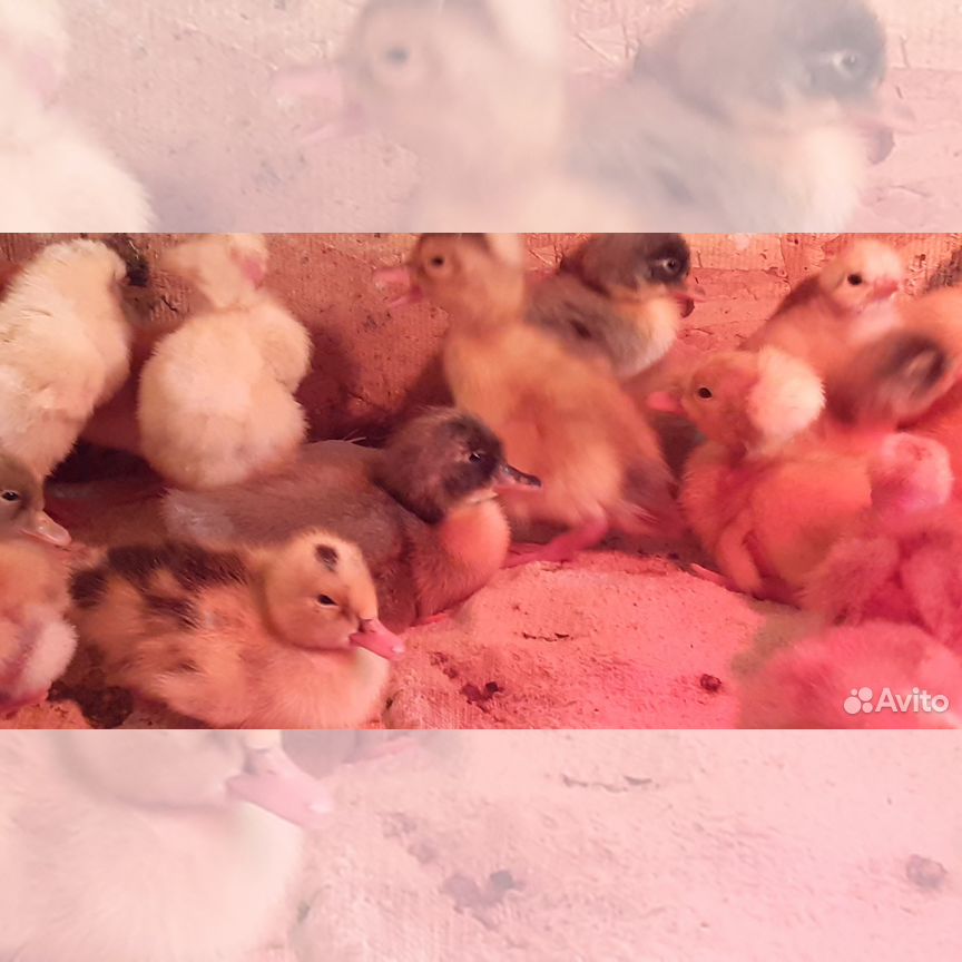 Утята 3-х недельные