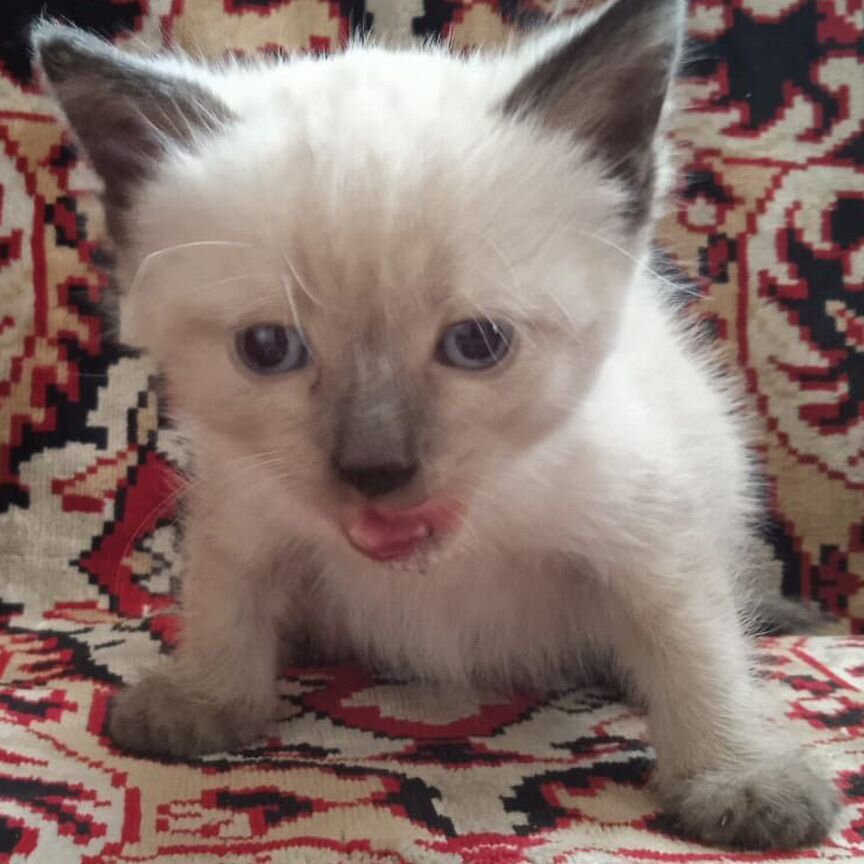 Котенок Сима