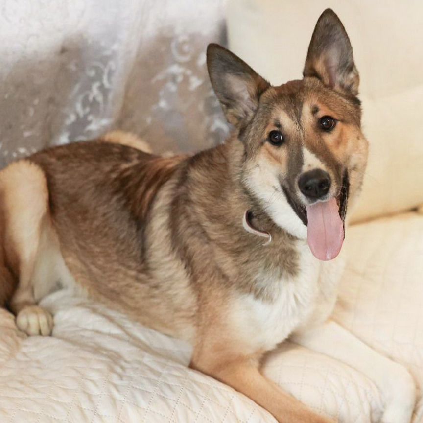 Очаровательный северный парень лайка (метис)