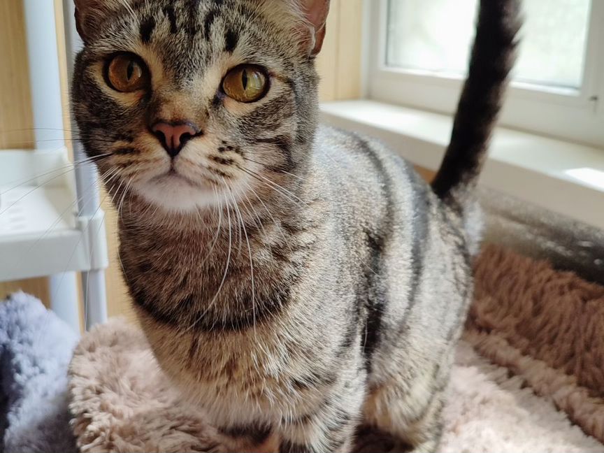 Молодые котики ищут дом