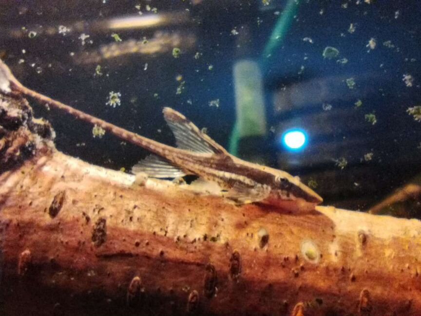 Стурисома панамская