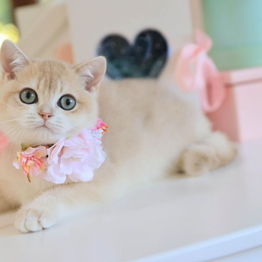 Котята британская шиншилла