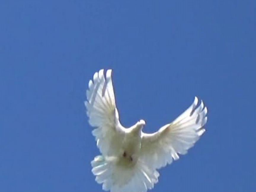 Голуби на свадьбу