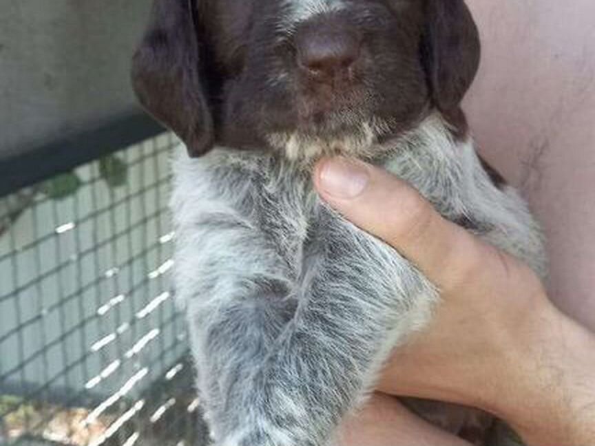 Дратхаар щенок