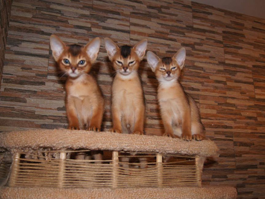 Абиссинское солнышко