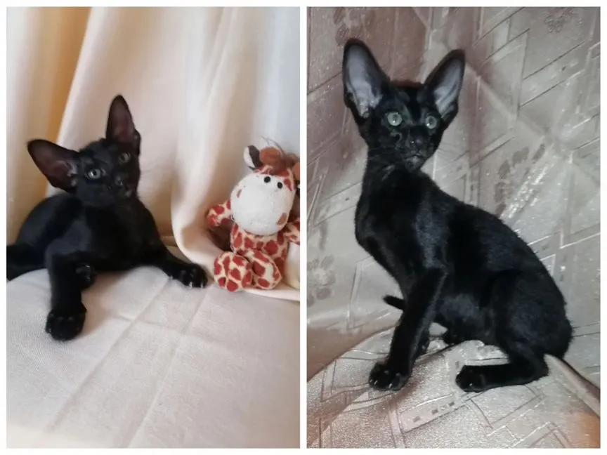 Ориентальные котята