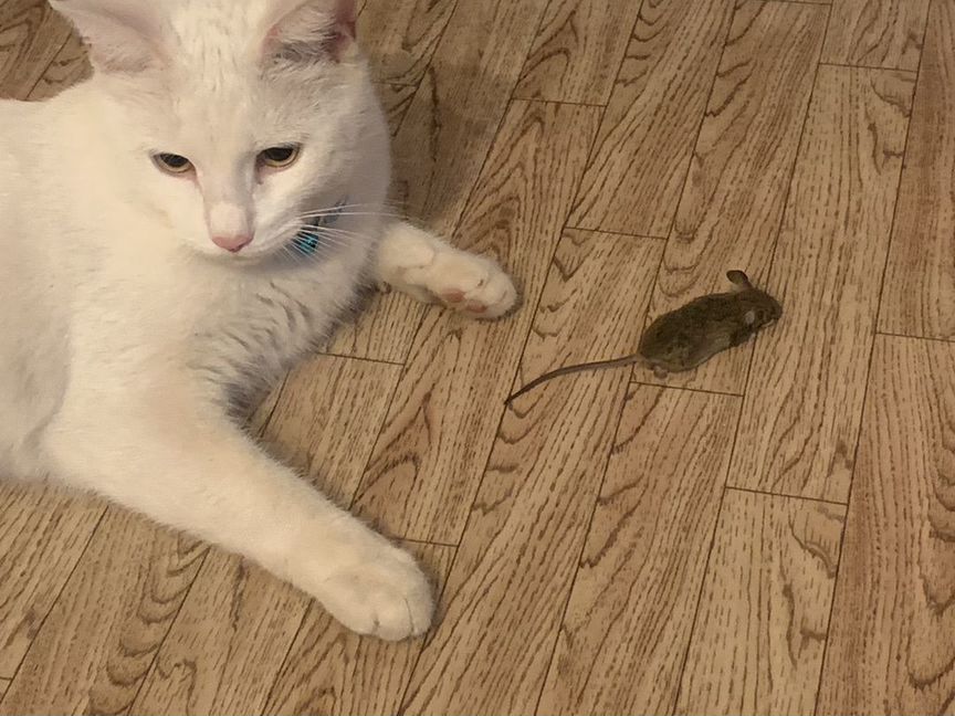 Кошка