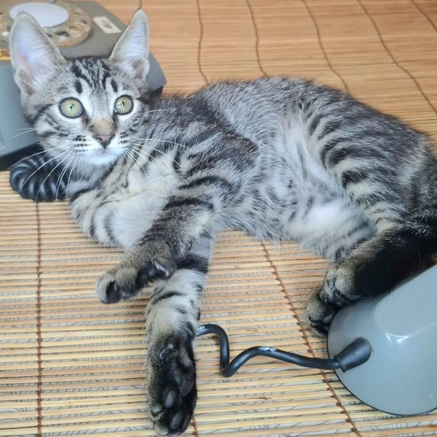 Котёнок в добрые руки