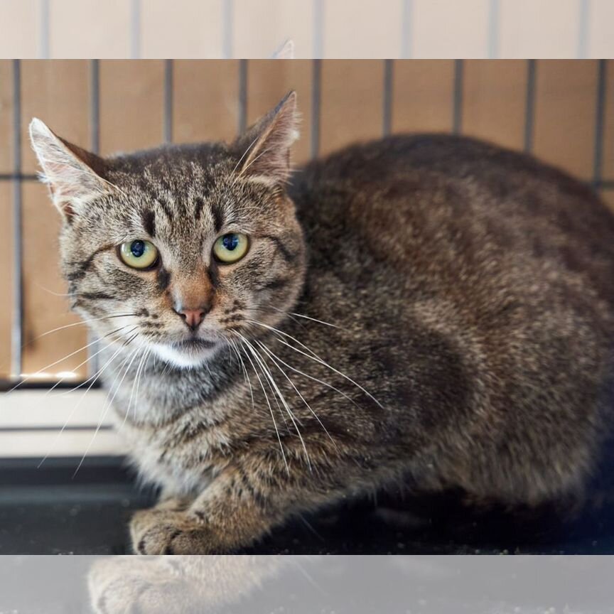 Взрослый кот в добрые руки