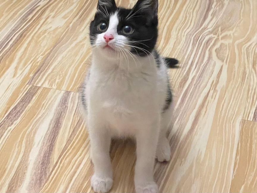 Кошка в дар