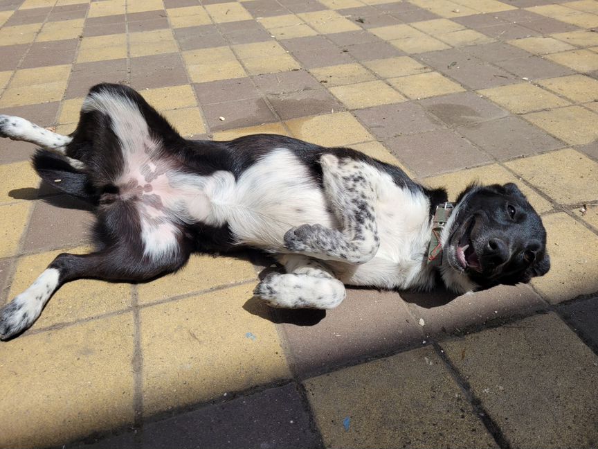 Собака в добрые руки 11 месяцев стерилизованная