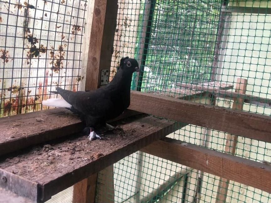 Голуби иранские