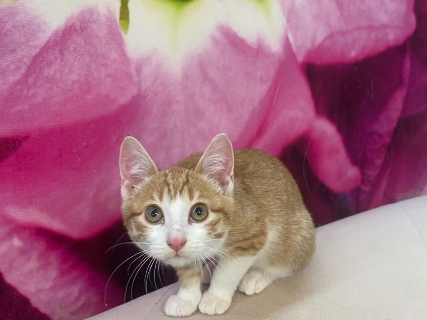 Котенок в добрые руки