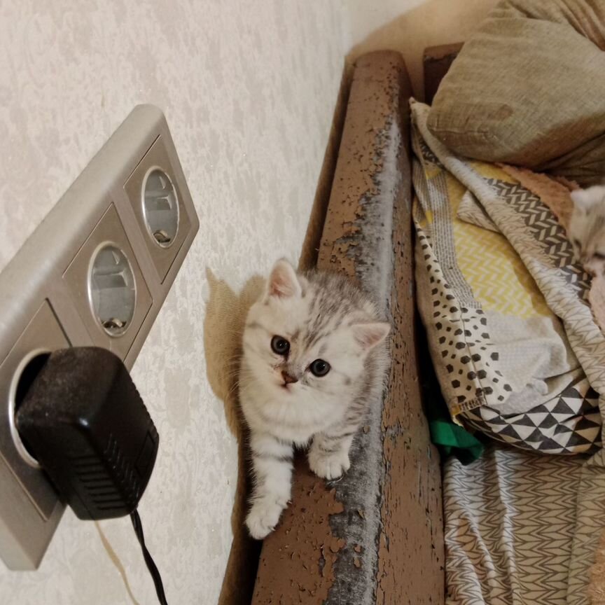 Шотландский прямоухий длинношёрстный котёнок
