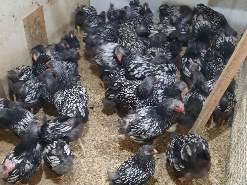 Куры молодки несушки