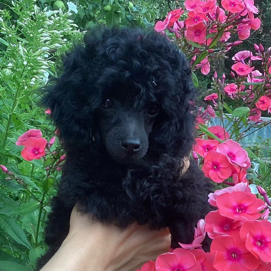 Той пудель девочка Черничка