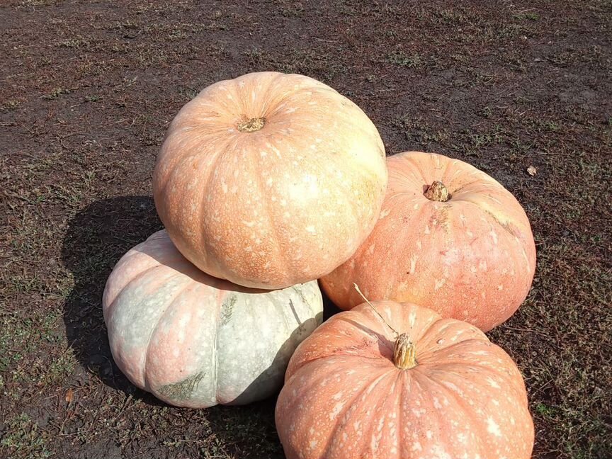 Тыква и антибрик для коров