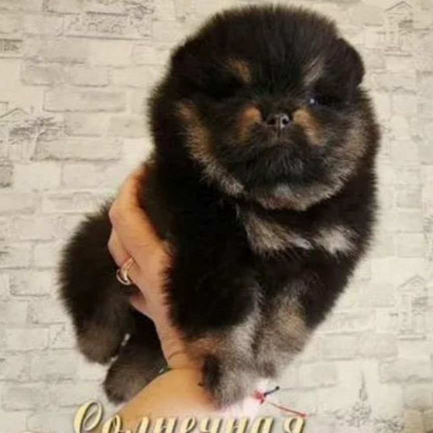 Померанский шпиц, щенок